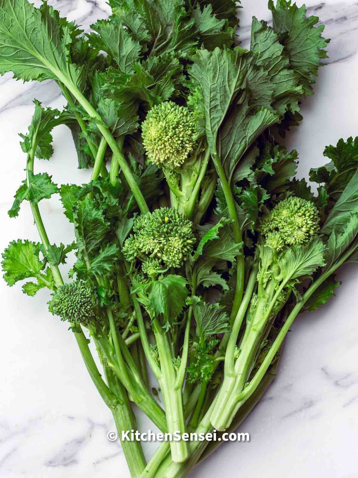 Vegetables that start with B - kitchen Sensei