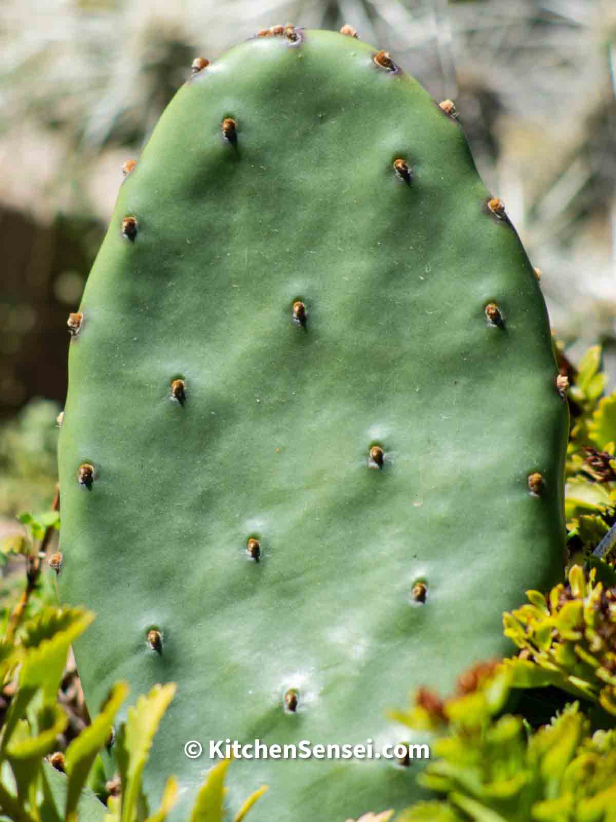 Vegetables that start with C - kitchen Sensei